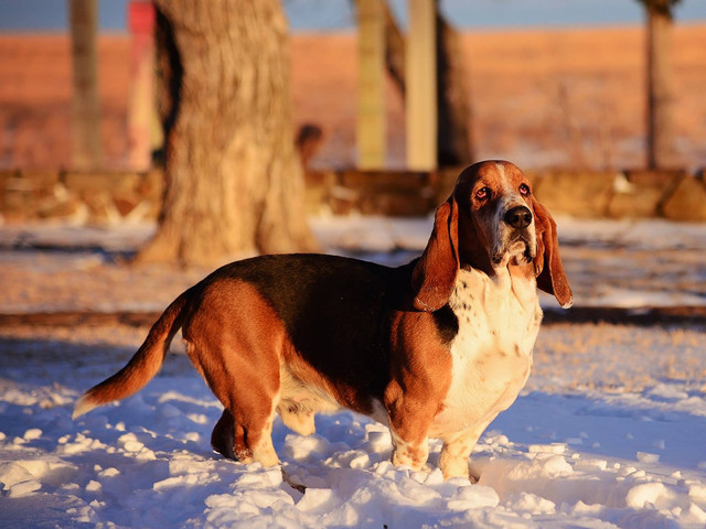 Pioneer Woman, Ree Drummond, says goodbye to Charlie, the family dog ...