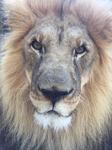 Tulsa Zoo's male African lion, Kofi, enters hospice care - KJRH.com