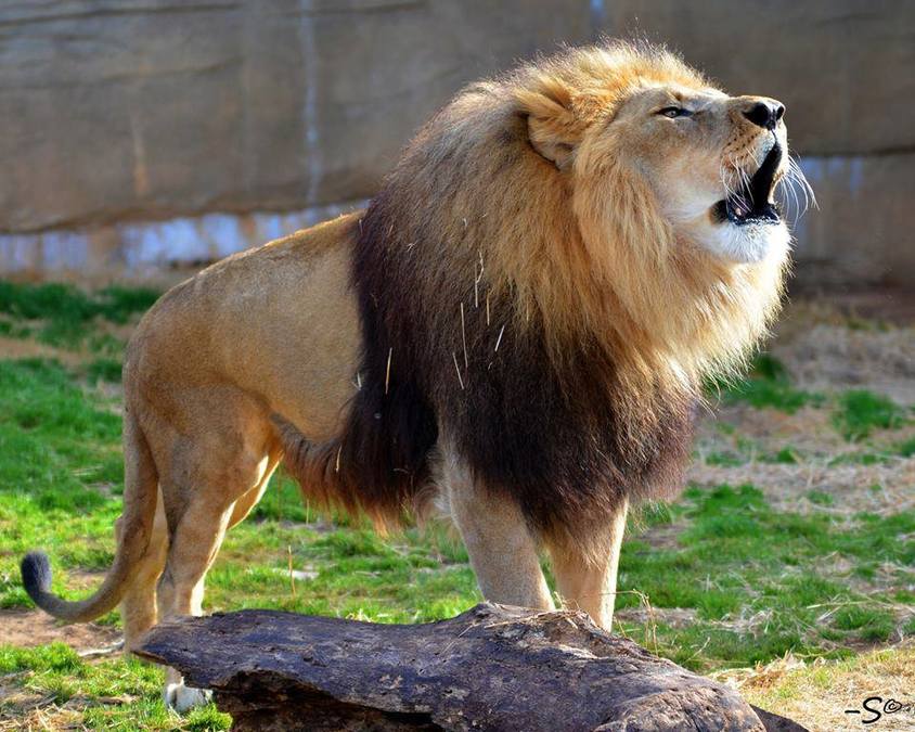 Tulsa Zoo's male African lion, Kofi, enters hospice care - KJRH.com