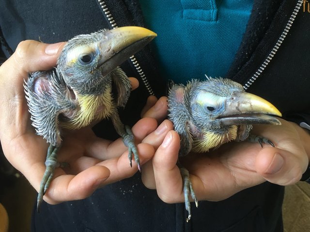 Toucan chicks hatch at Tulsa Zoo - KJRH.com